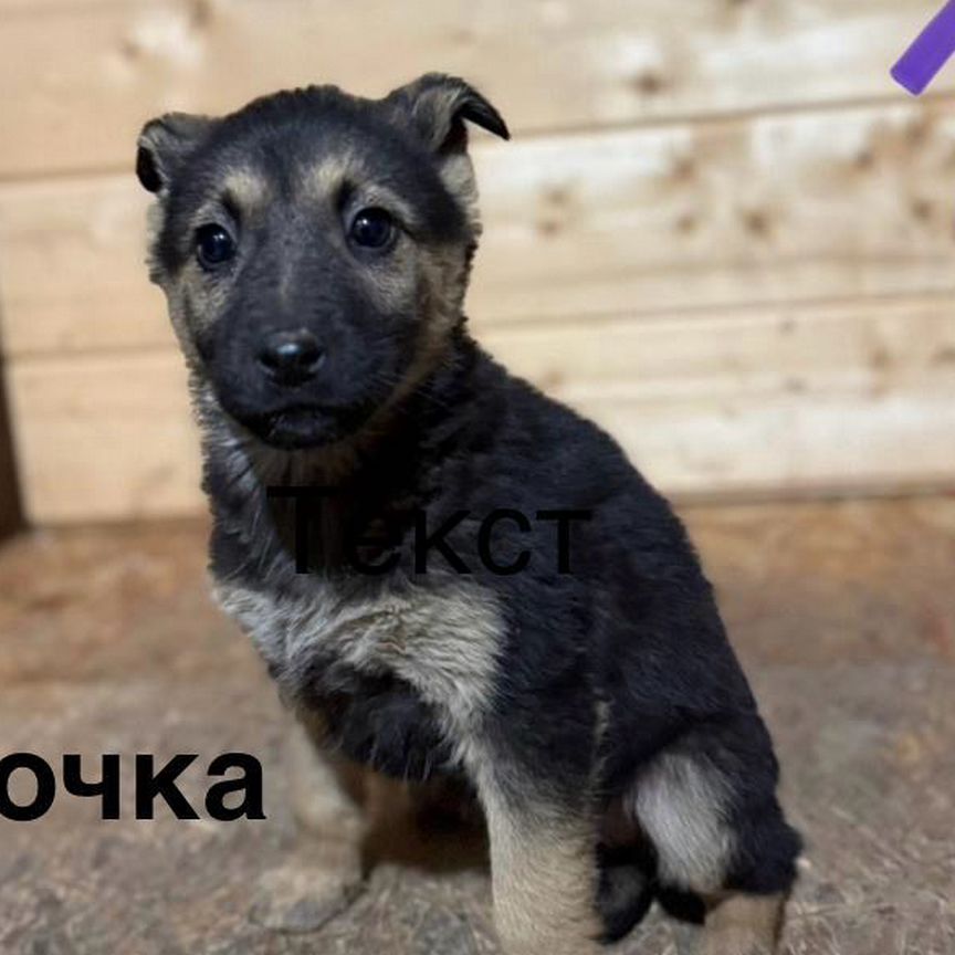 Щенок в добрые руки