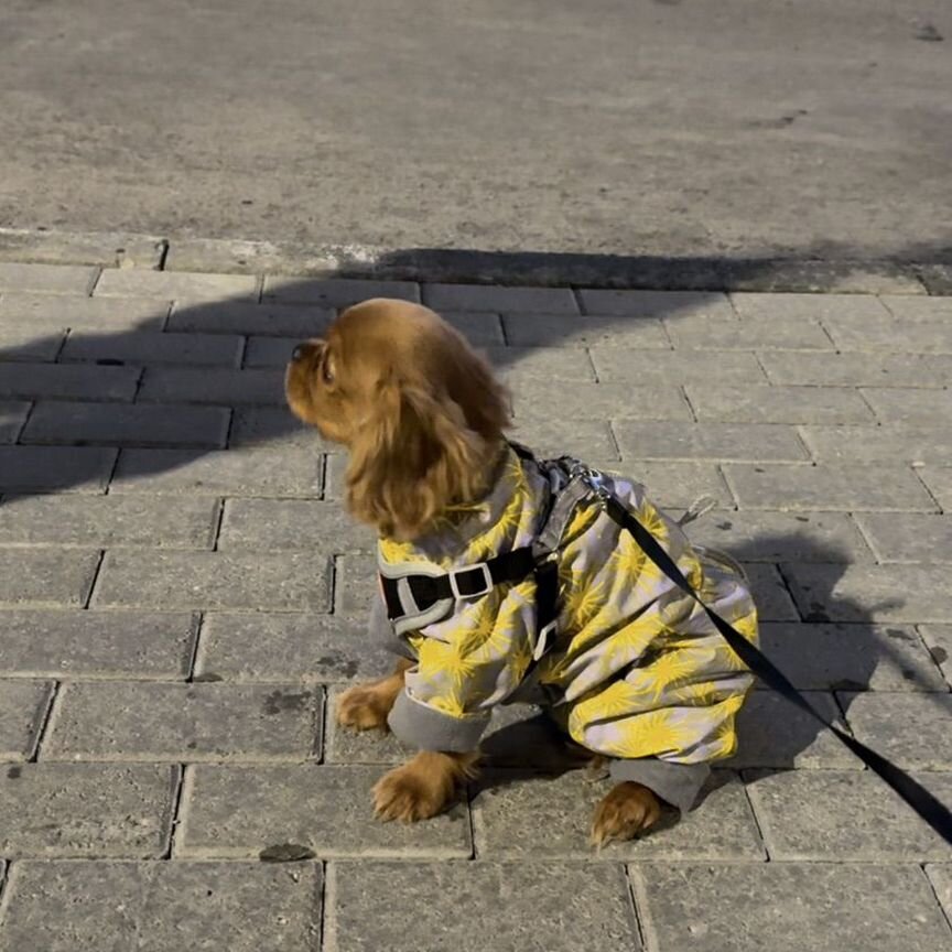 Комбенизон для собак