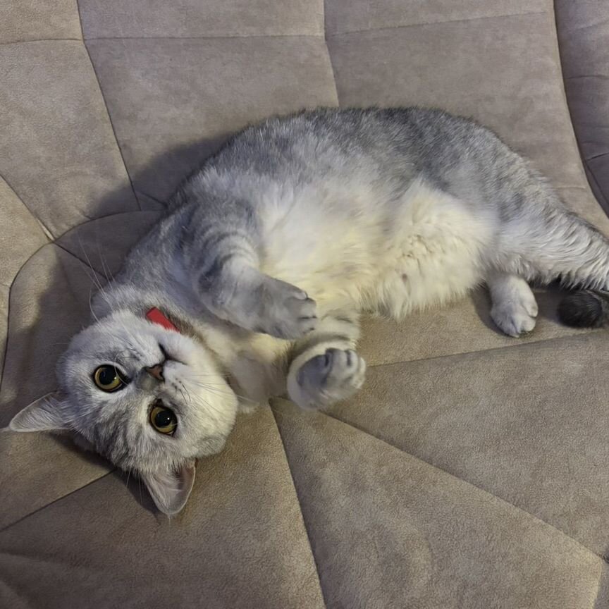 Шотландская кошка