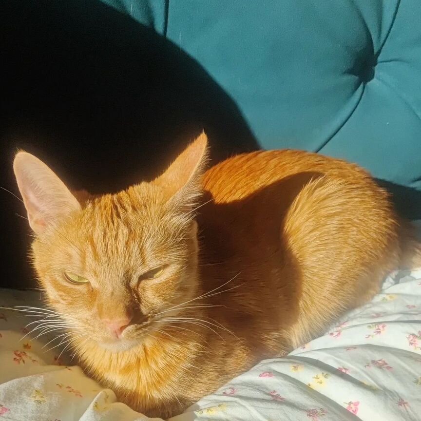 Взрослый кот в добрые руки