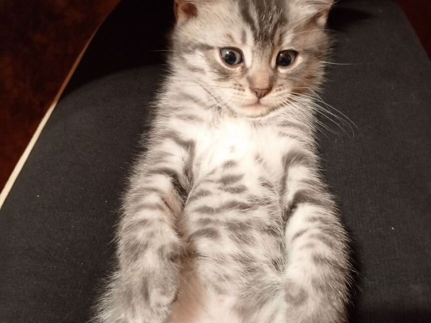 Котики