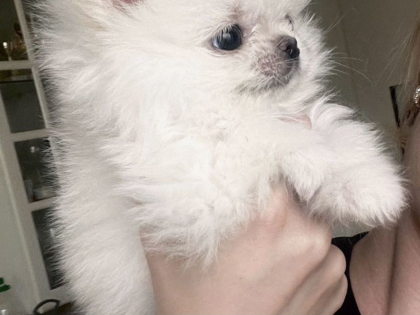 Померанский шпиц белый медвежонок