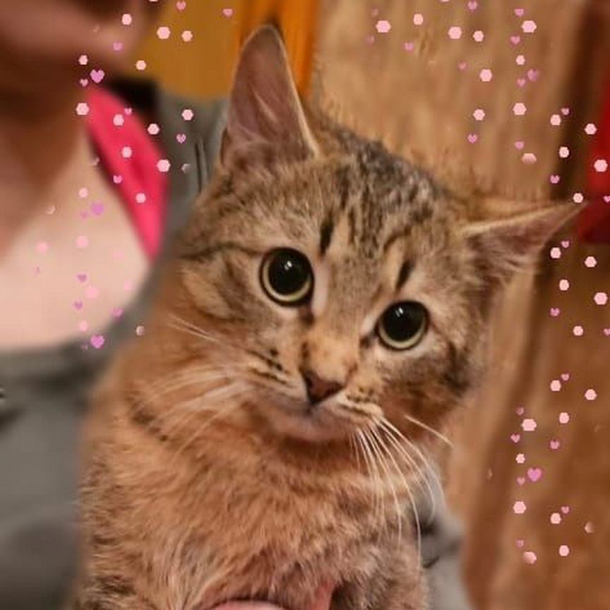 Питерский котик