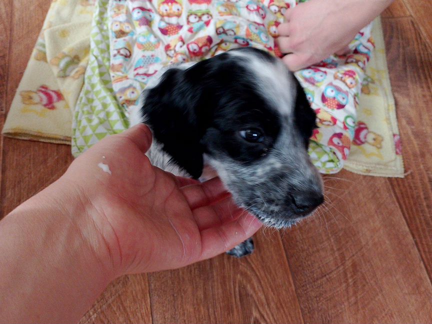 Русский охотничий спаниель