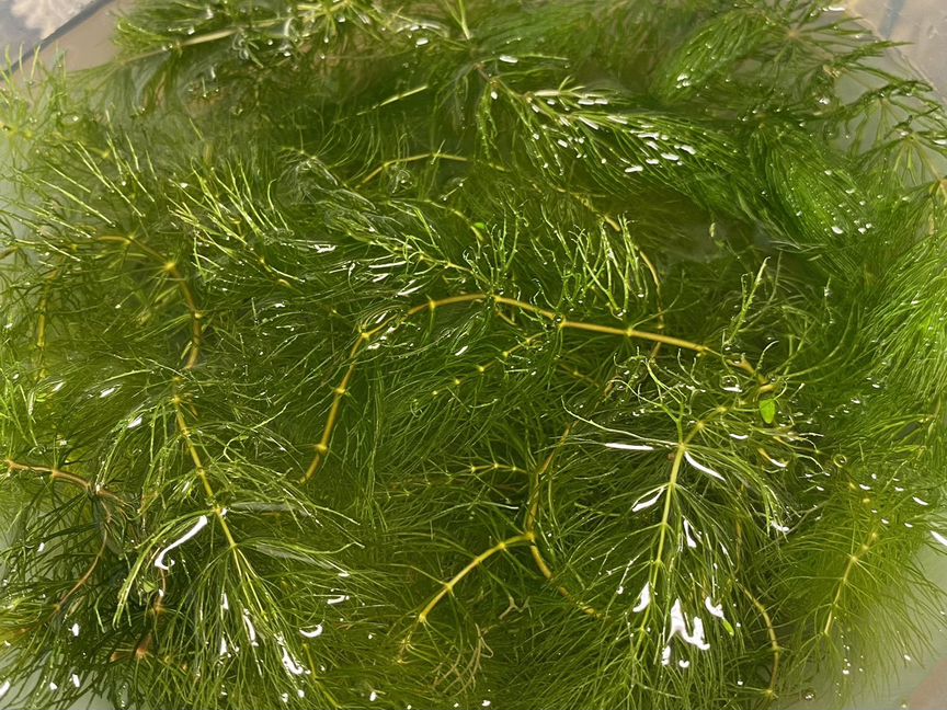 Аквариумные растения прополка