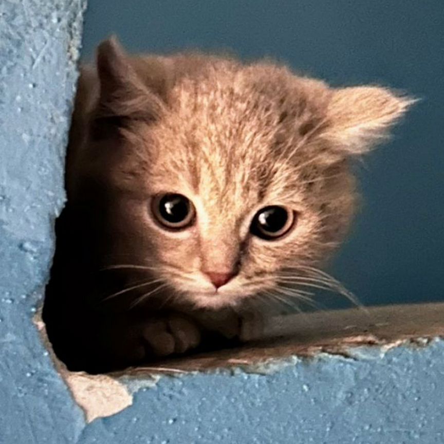 Маленькие котята