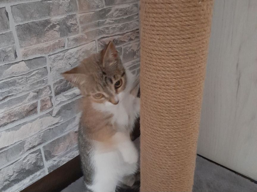 Котенок