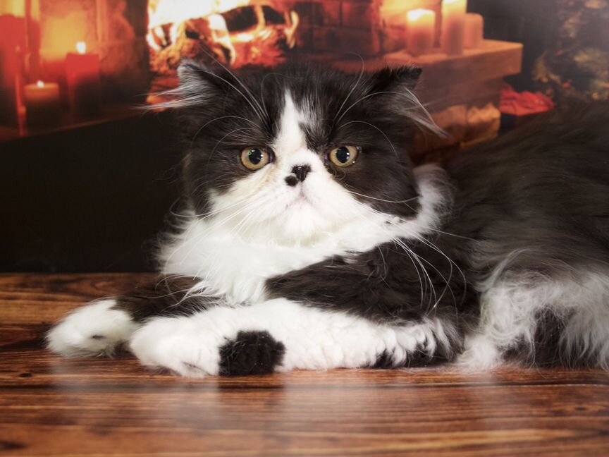 Персидская кошечка