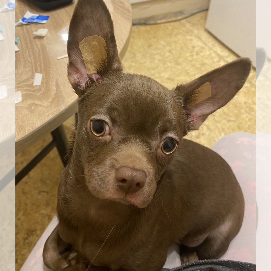 Чихуахуа, щенок