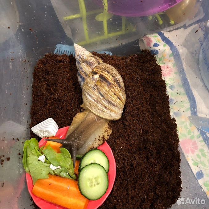 Улитка ахатина гигантская