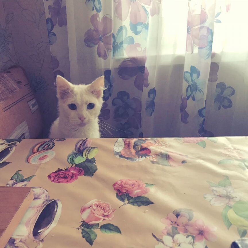 Кот турецкая ангора