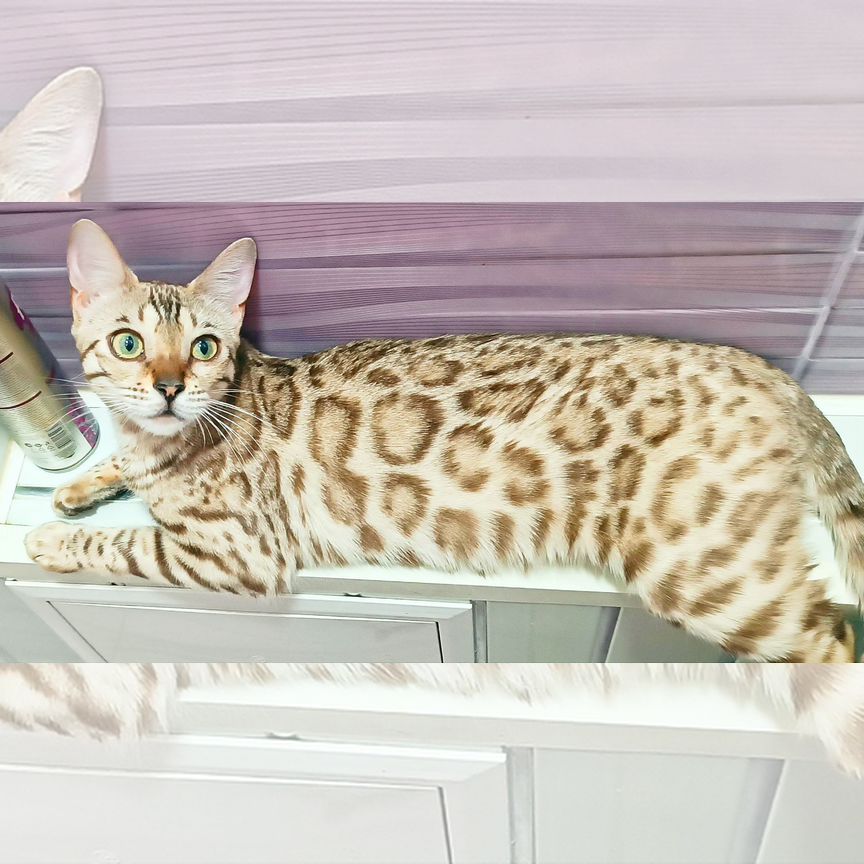 Бенгальская, взрослая кошка