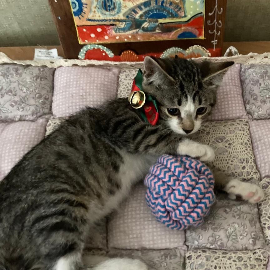 Котята в добрые руки бесплатно