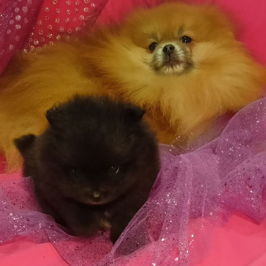 Чёрный Принц