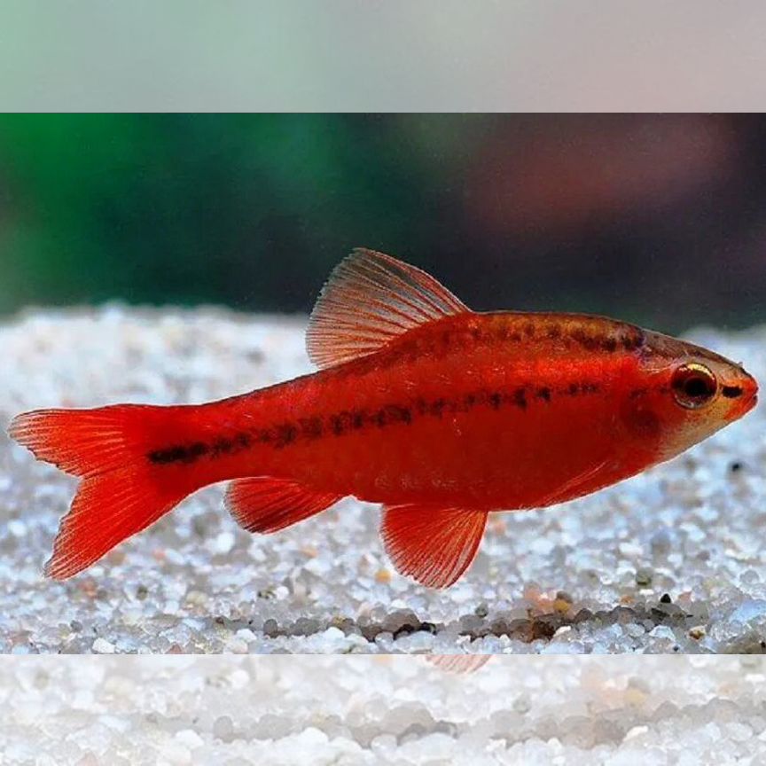 Барбус вишневый