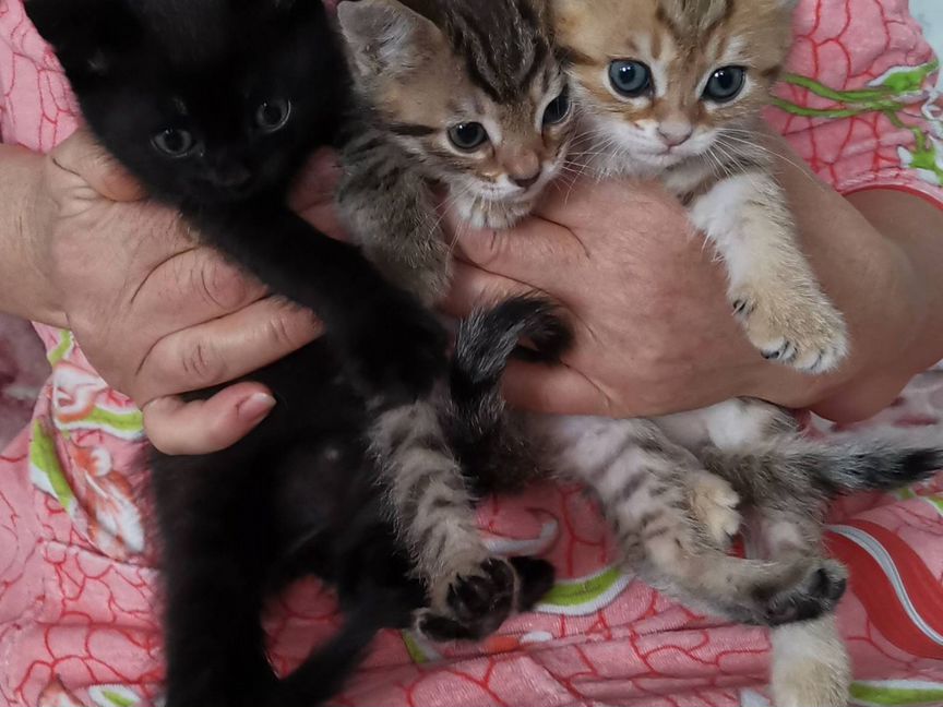 Котята