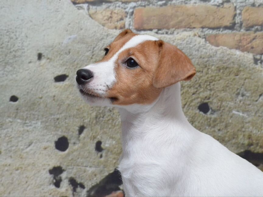 Джек Рассел терьер. Девочка щенок