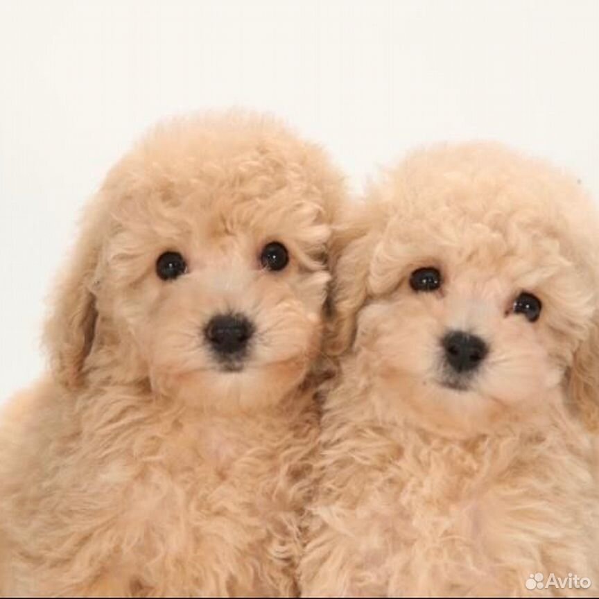 Мальтипу f1 мини девочка