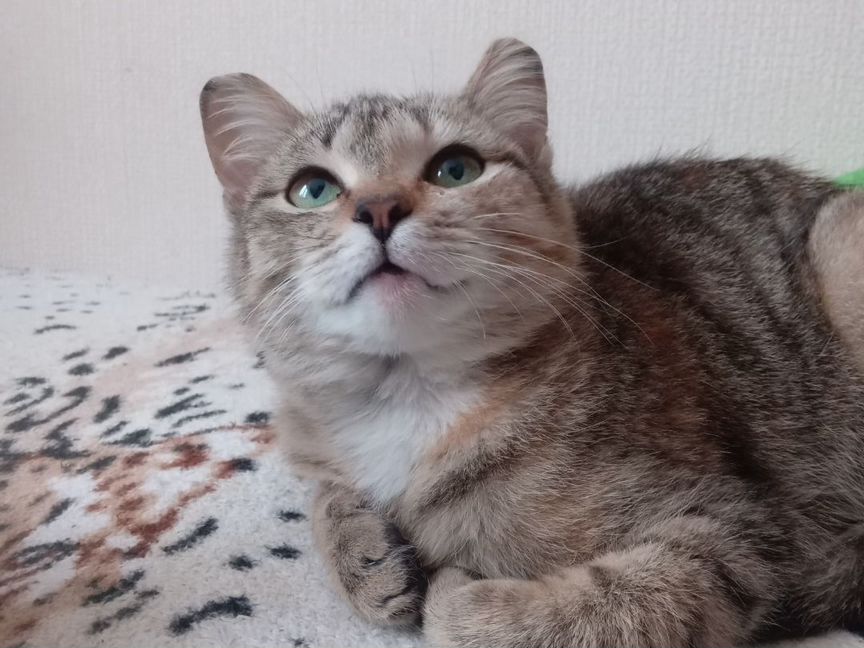 Кошечка в дар