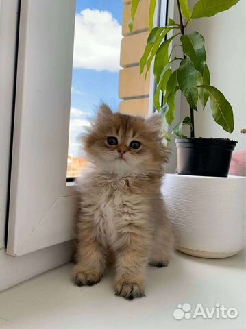Котята золотая шиншилла