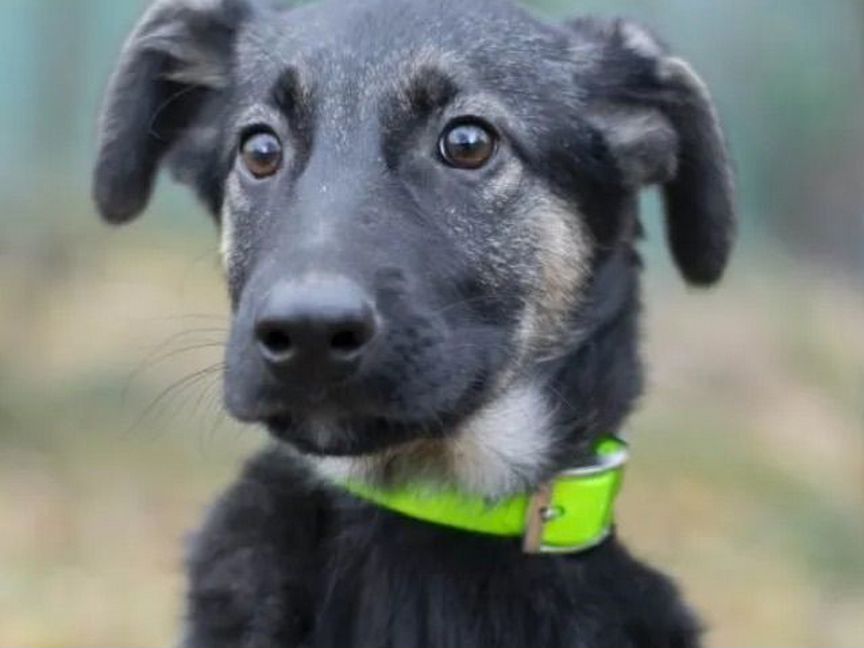 Щеночек Перси ищет свой дом