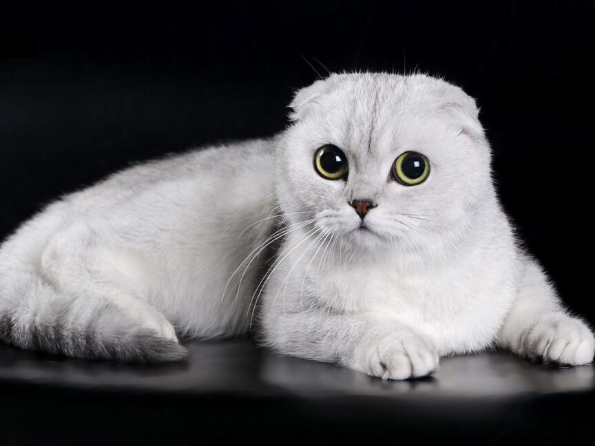 Шотландская вислоухая скотиш фолд
