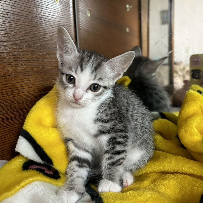 Котята в добрые руки
