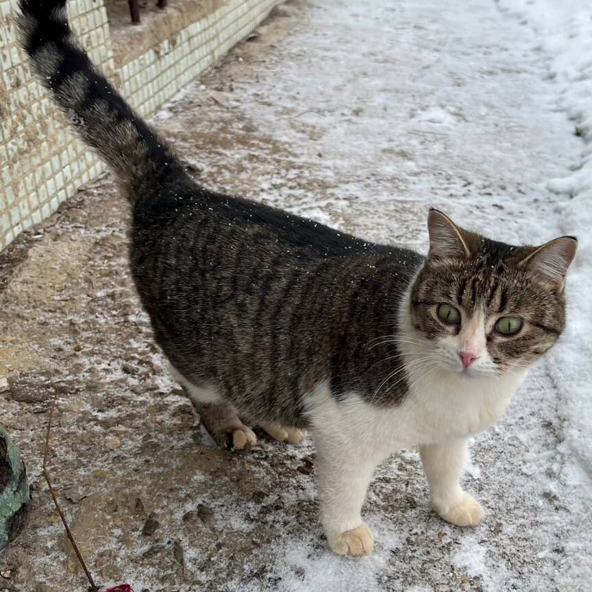 Кошечка Забава ищет семья