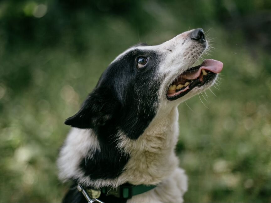 Хаку ждëт своих хозяев