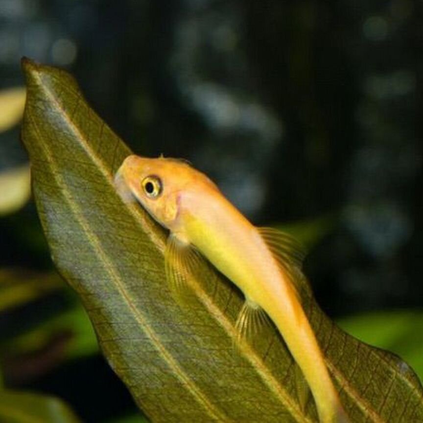 Сом геринохейлус