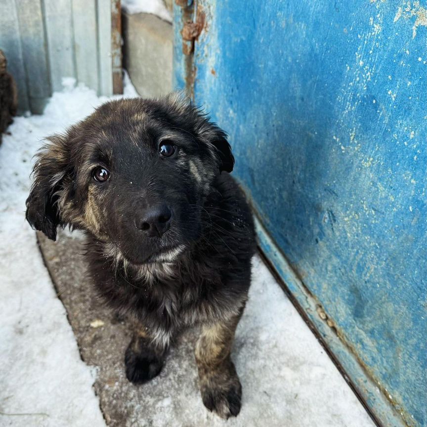 Ушастик Бруняша в поисках семьи