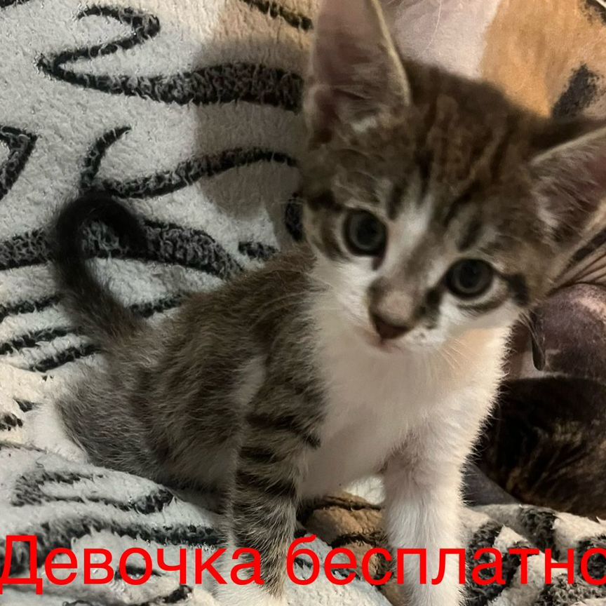 Донской сфинкс котёнок