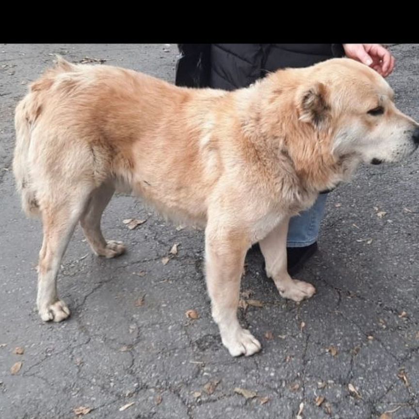 Среднеазиатская овчарка, взрослый пёс