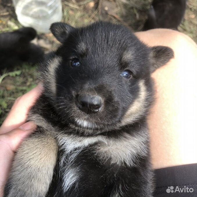 Щенки двортерьерчики