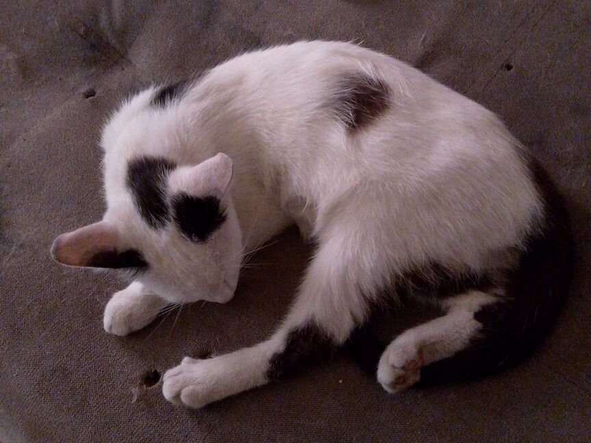 Кошки в добрые руки