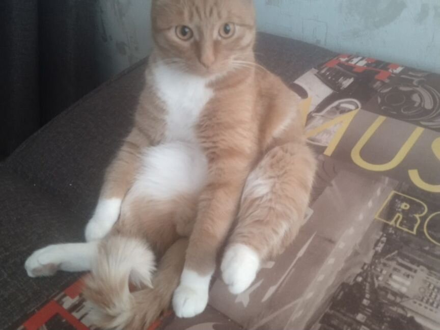 Котята в добрые руки бесплатно мальчик