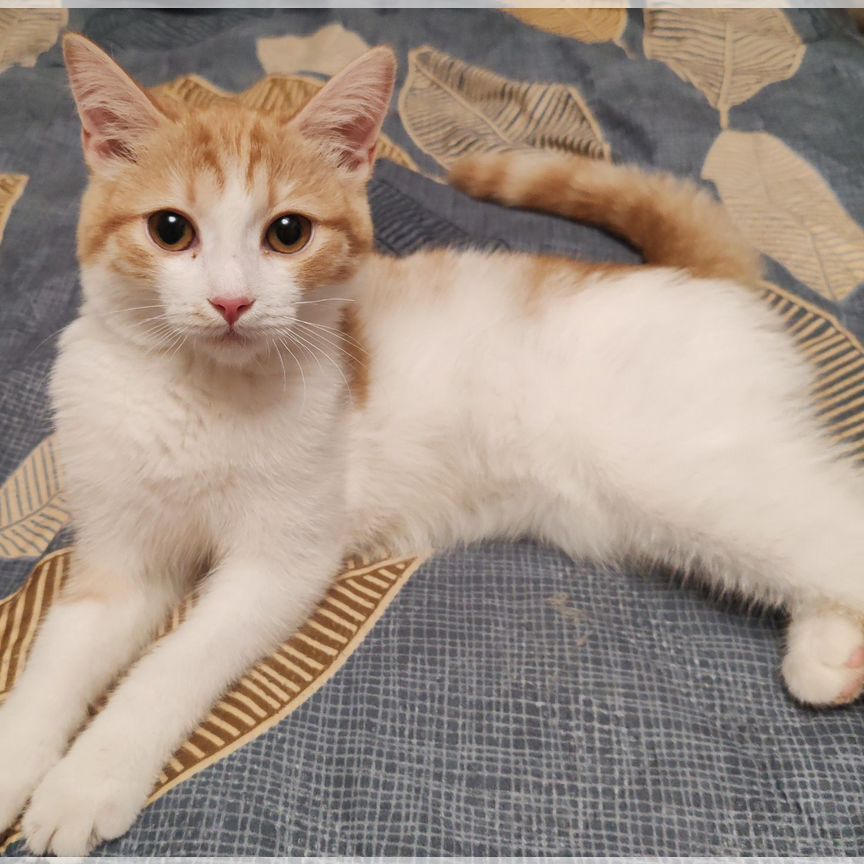 Котёнок в добрые руки