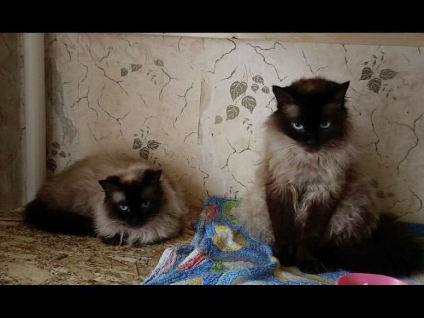 Невская маскарадная