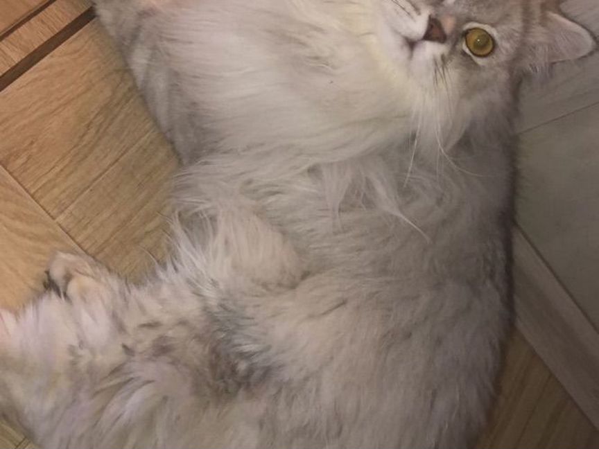 Кот Британец длинношерстный