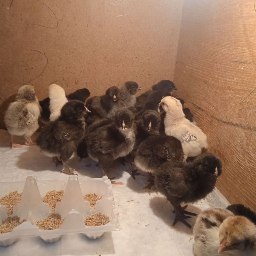 Цыплята несушки