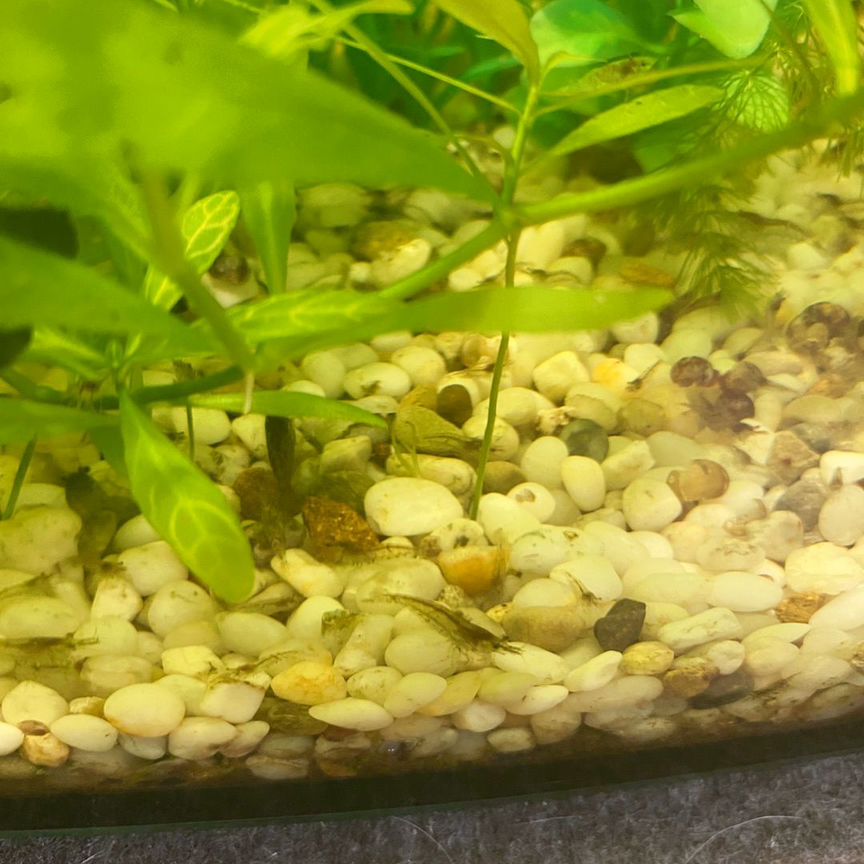 Аквариумные креветки