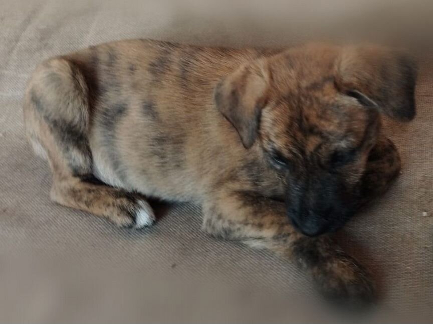 Щенки "тигрята"