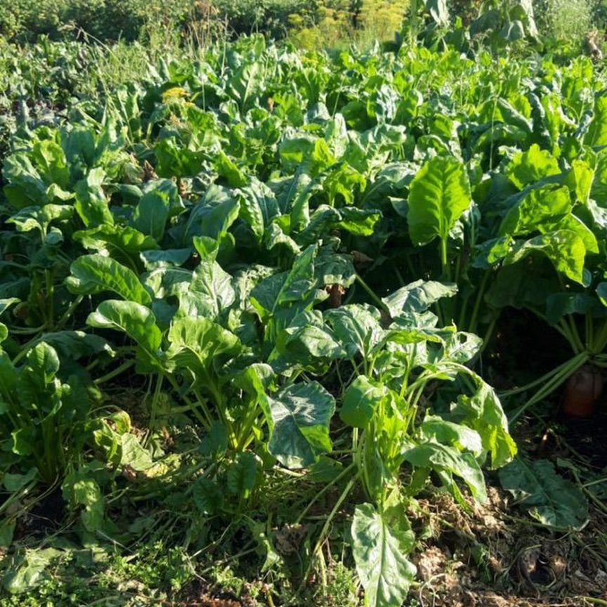 Свекла кормовая