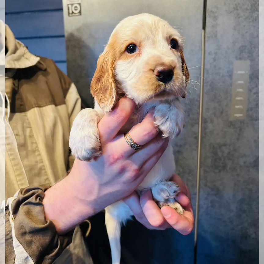 Английский кокер-спаниель, щенок