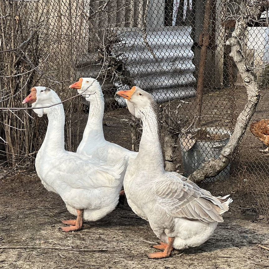 Пара Холмогоров