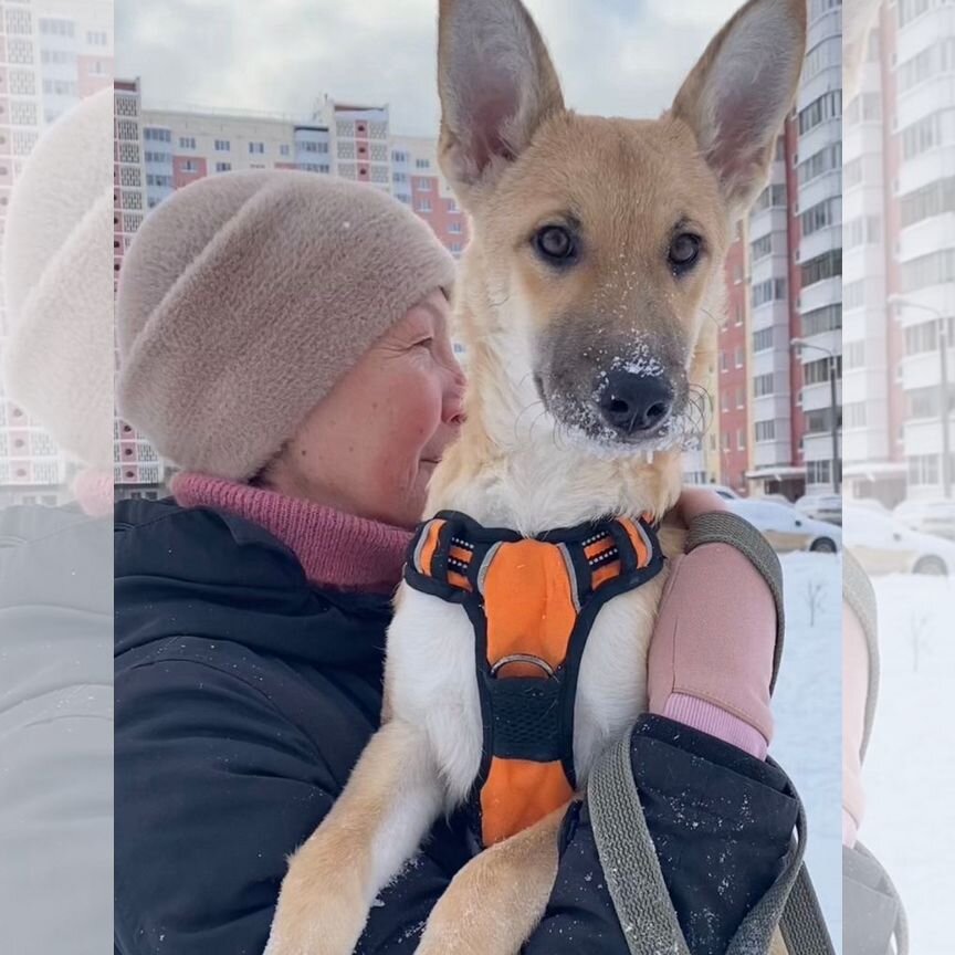 Щенок в добрые руки