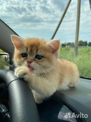 Британская золотая шиншилла