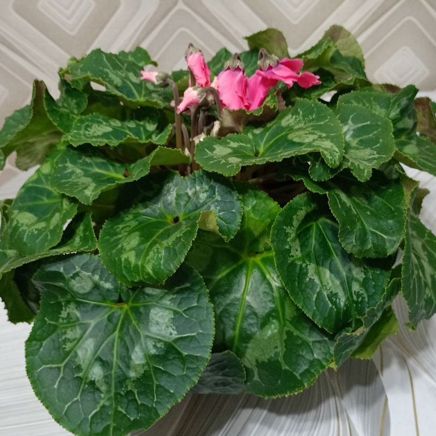 Котенок мальчик