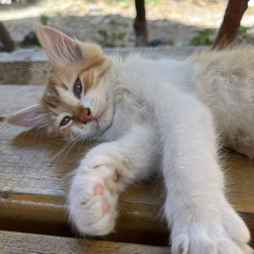 Котята в добрые руки бесплатно