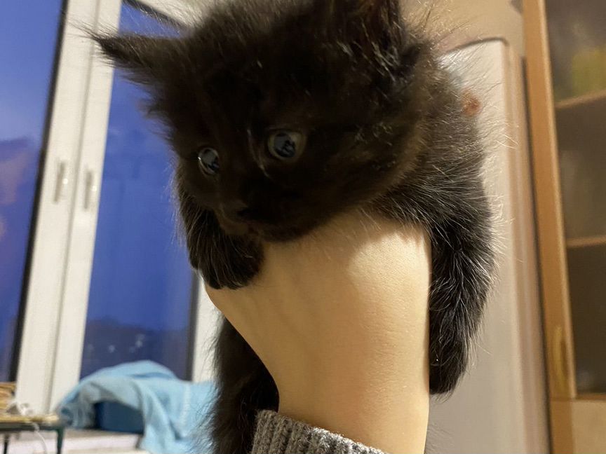Котята в добрые руки бесплатно